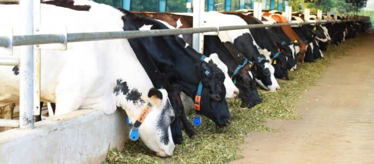 Muralya Dairy - Kerala's First International Dairy Brand