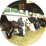 Home - Muralya Dairy