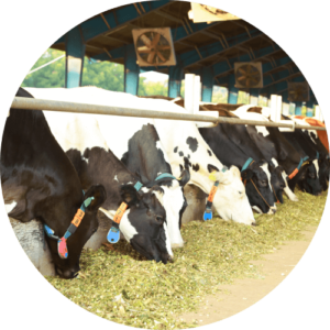 Home - Muralya Dairy